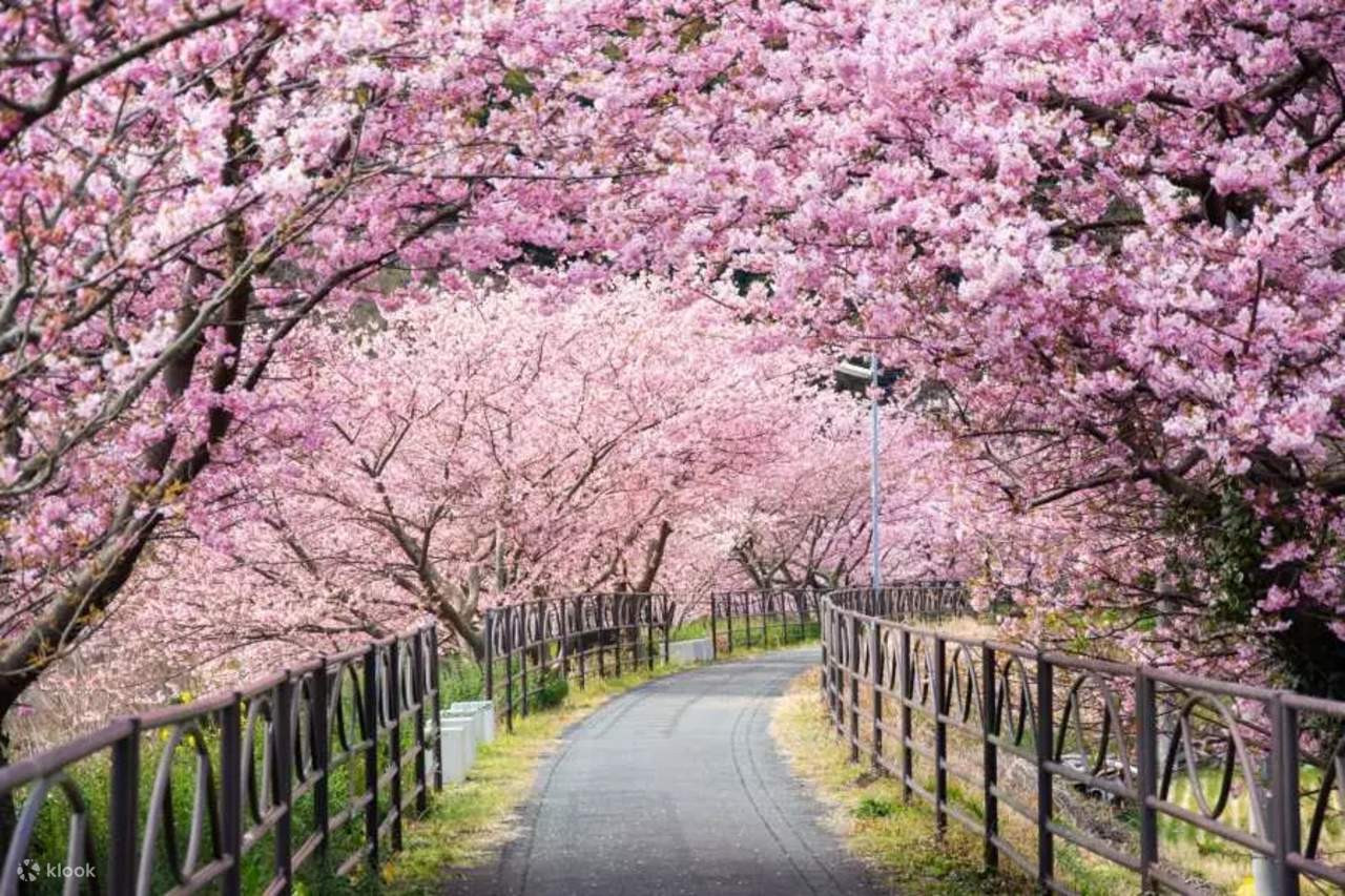 [Izu Cherry Blossom & Plum Blossom Day Trip] Kawazu Cherry Blossoms ...